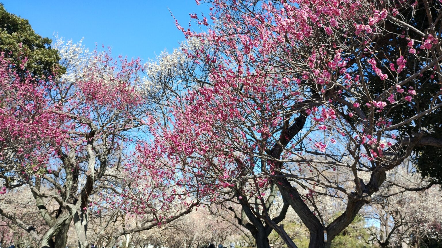大宮第二公園「梅まつり」開催期間や時間・場所を解説｜陶器市や屋台など2025イベント情報 - れきちり散歩